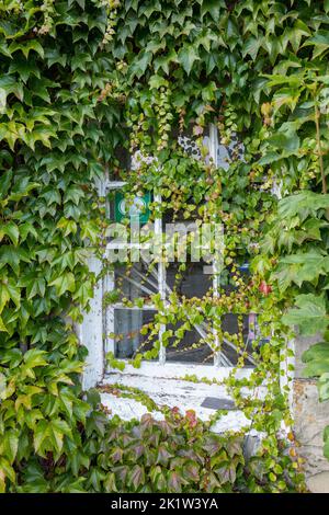 Ivy growing around a white painted wooden framed window of a closed pub ...