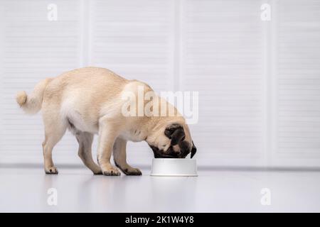 Pug dog eating fresh dry dog food kibbles for small puppies, dog food ...