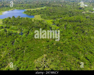 Green amazonian landscape, only forest and water Stock Photo - Alamy