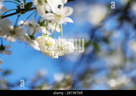 Defocus fresh spring branches of cherry tree with flowers, natural ...