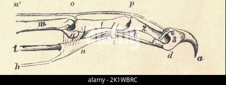 Anatomy female reproductive system cross section Stock Photo - Alamy