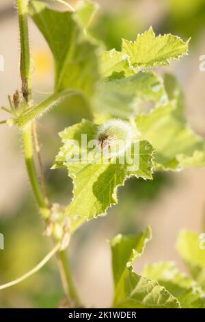 Melon Ogen, Cucumis melo ‘Ogen’, natural close up food item ...