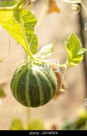 Melon Ogen, Cucumis melo ‘Ogen’, natural close up food item ...