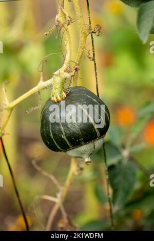 Delightful Squash Bon Bon, natural close-up plant portrait Stock Photo ...