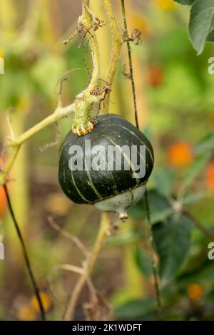 Delightful Squash Bon Bon, natural close-up plant portrait Stock Photo ...
