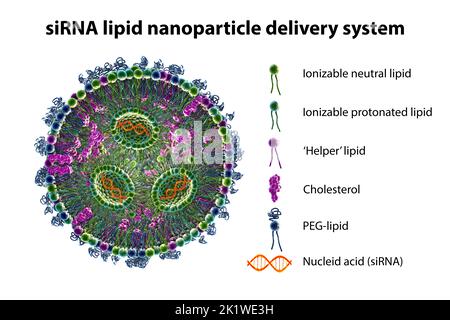 siRNA lipid nanoparticle antiviral, illustration Stock Photo - Alamy