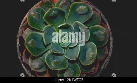 Detail look of Echeveria raindrops on dark background. Beautiful ...