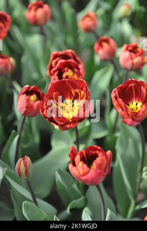 Dark red Double Late tulips (Tulipa) Canyon bloom in a garden in April ...