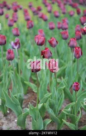 Dark red Triumph tulips (Tulipa) Ronaldo bloom in a garden in April ...