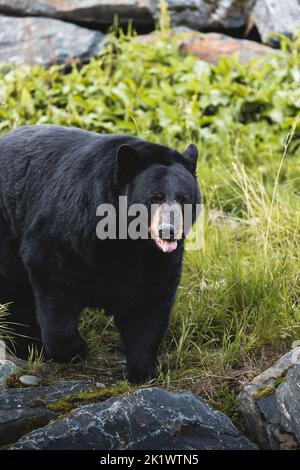 A vertical shot of a Himalayan black bear in a park in Alaska ...
