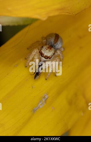 A vertical shot of a small spider perched on the web in sunlight Stock ...