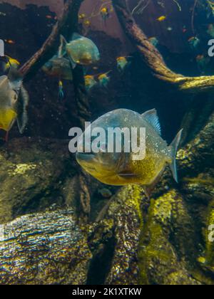 The most famous predatory river fish Piranha underwater. Dangerous ...