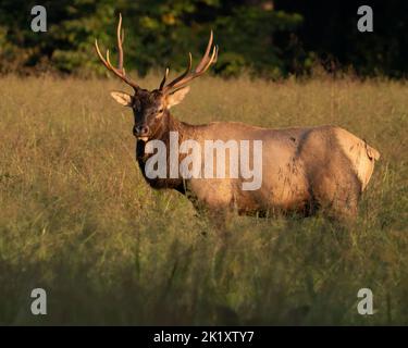 Early morning bull elk in Clam Lake, Wisconsin Stock Photo - Alamy