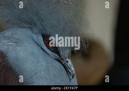 An exotic, red-feathered bird stands atop a lush, green grassland ...