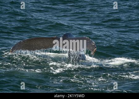 humpback whale fluking in cape cod whale watching tour Stock Photo - Alamy