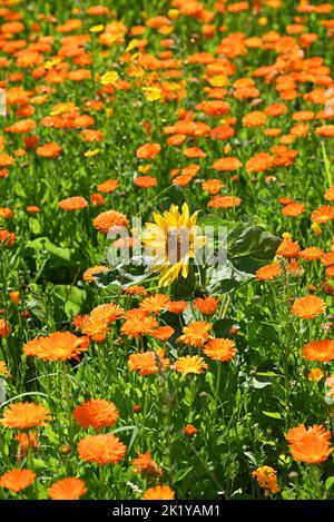 Beautiful orange Marigold flowers, amazing summer flowers of marigold ...