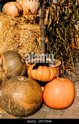 Beautiful composition with Halloween pumpkins, flowers and human scull ...