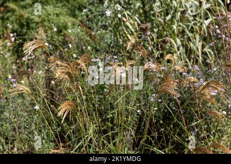 Golden - yellow flowerheads of Miscanthus nepalensis in naturalistic ...