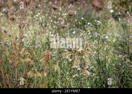Golden - yellow flowerheads of Miscanthus nepalensis in naturalistic ...