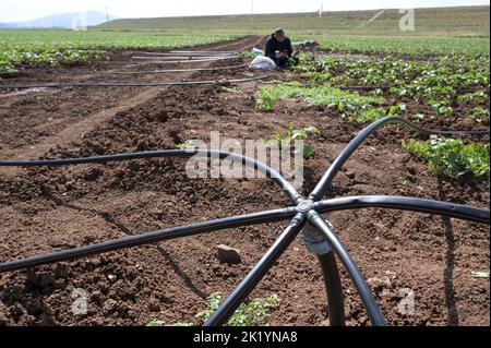 ISRAEL, kibbutz farm, laying of hose for drip irrigation with recycled ...