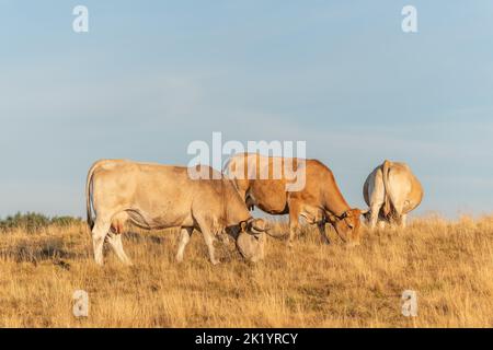 Aubrac cows in a dry pasture in summer. Aubrac, France, Europe Stock ...