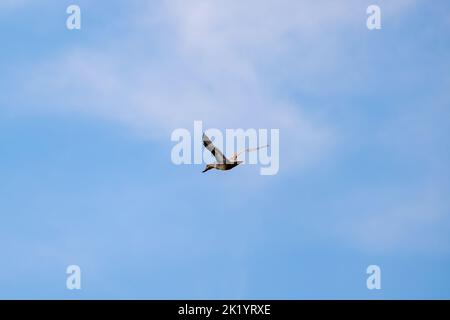 A scenic shot of a a mallard duck flying over a lake Stock Photo - Alamy