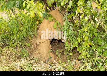 Inside termite mound Stock Photo - Alamy