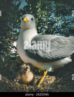 A black and white shot of a seagull sitting near the ocean Stock Photo ...