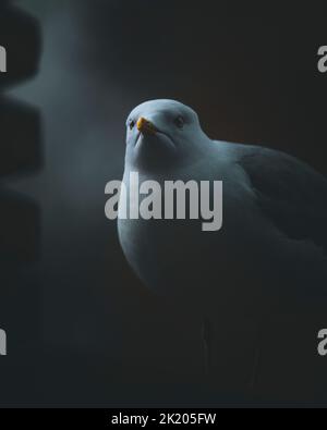 Birds of Os, Norway Stock Photo - Alamy