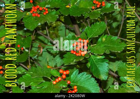 Bright red berries of the blood redhawthorn CRATAEGUS SANGUINEA PALL ...