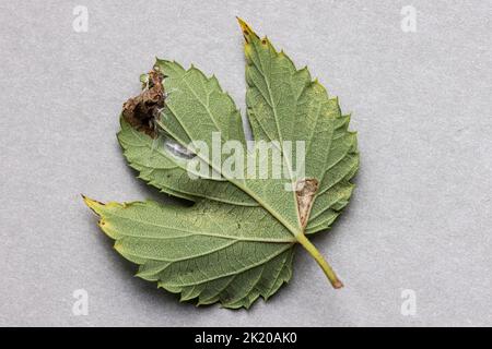 Caloptilia fidella (Gracillariidae, Gracillariinae) feeding signs in ...