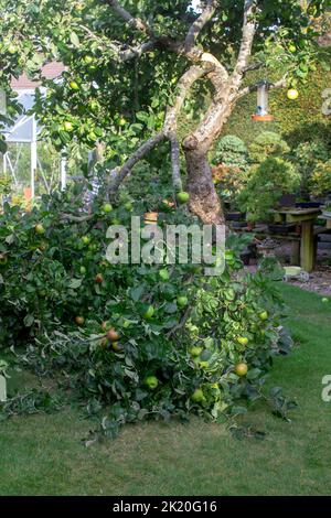 September 2022 An old Bramley Apple tree with a branch broken by the ...