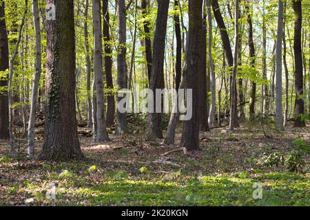 Beautiful scenery of a forest with greenery and a lot of tall trees ...