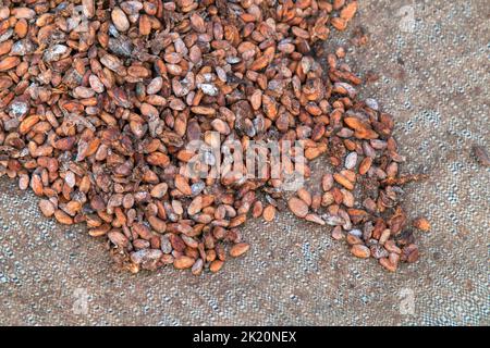 Harvest cocoa at Sebesi island, Lampung regency, Indonesia Stock Photo ...