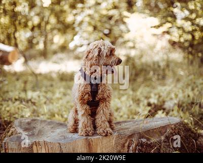 Cavapoo dog wearing a harness on a long lead Stock Photo - Alamy