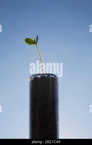 Tree seedling growing in glass test tube Stock Photo - Alamy