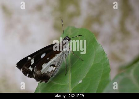 A Marbled white butterfly on green leaf against blurred background ...