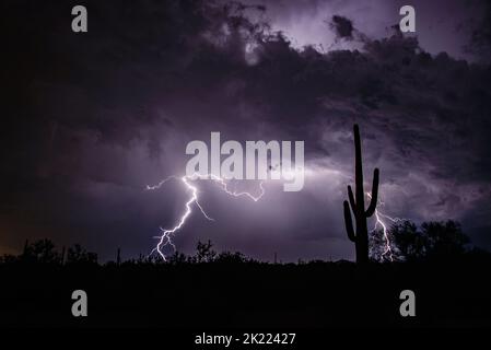 Lightning at night amonge the saguaro cacti Stock Photo - Alamy