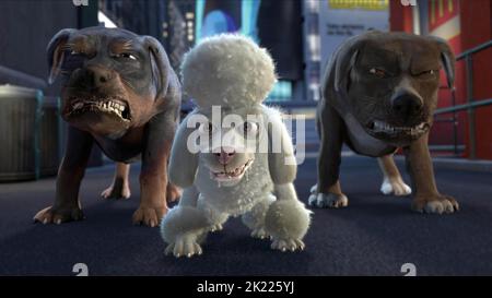VICIOUS DOGS, POODLE, THE WILD, 2006 Stock Photo - Alamy