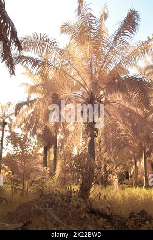 infrared landscape scene at the outdoor plantation overgrown bushes ...