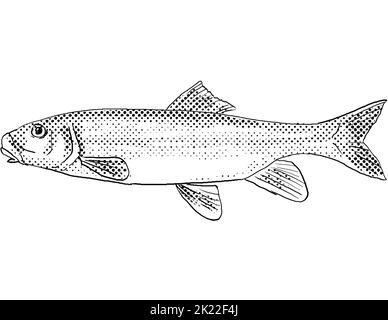 Cartoon style line drawing of a brook trout or Salvelinus fontinalis a ...
