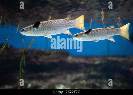 Squaretail Mullet (Ellochelon vaigiensis Stock Photo - Alamy