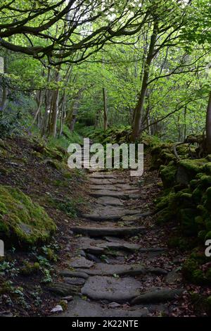 Winding stone steps through the woodlands in a forest in England Stock ...