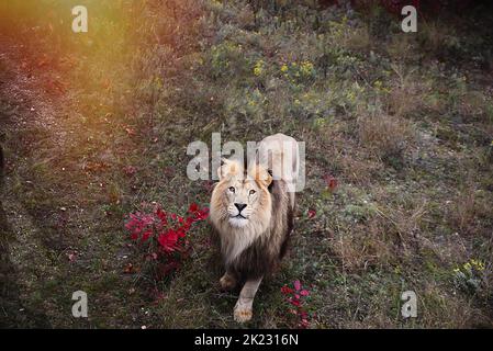 Single lion looking regal standing proudly on a outdoors in a protected ...