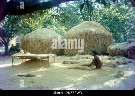 Farm Worker, Cutting Grass, Gujrat., India Stock Photo - Alamy