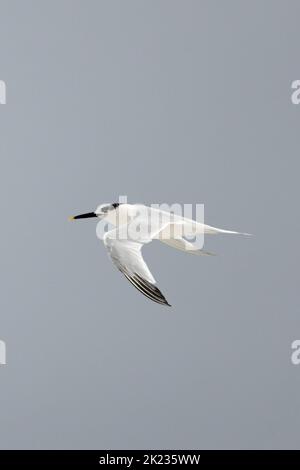 Sandwich Tern Sterna sandvicensis adult in breeding plumage in breeding ...