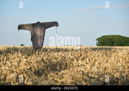 Selective focus shot of scarecrow in field Stock Photo - Alamy