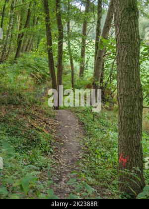 hiking at the berkel river in germany Stock Photo - Alamy
