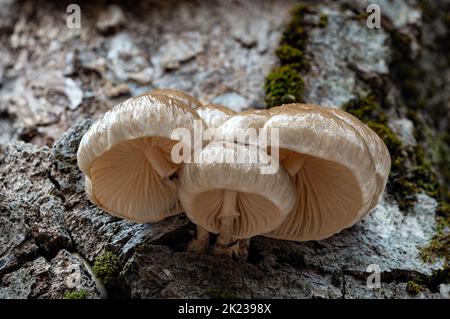 Mushrooms on a tree on Mount Gramos in northwestern Greece Stock Photo ...