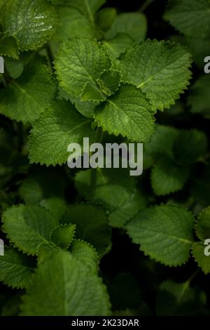 Ajowan leaves ; Ajwain leaf ; Ajowan leaf ; Ajwain ; Trachyspermum ammi ...